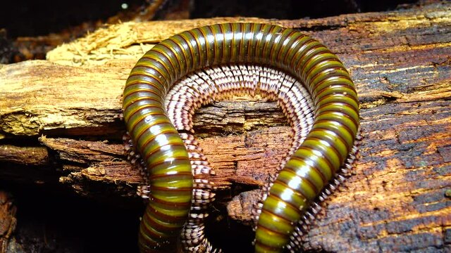 "Giant Millipede" Bilder – Durchsuchen 462 Archivfotos, Vektorgrafiken ...