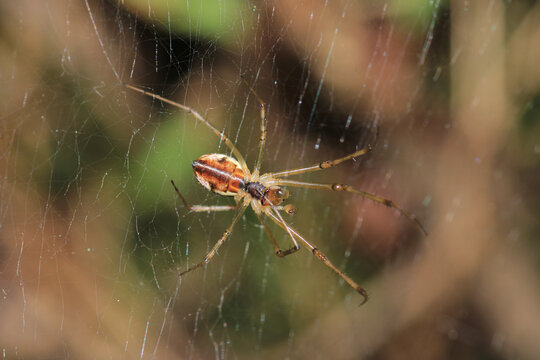 รูปภาพTriangularis – เลือกดูภาพถ่ายสต็อก เวกเตอร์ และวิดีโอ1,172 ...