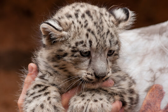 รูปภาพZookeeper – เลือกดูภาพถ่ายสต็อก เวกเตอร์ และวิดีโอ8,327 | Adobe Stock