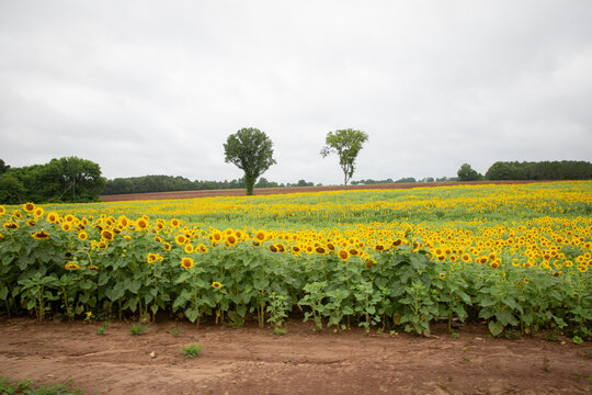 Solros bilder – Bläddra bland 781,205 stockfoton, vektorer och videor ...