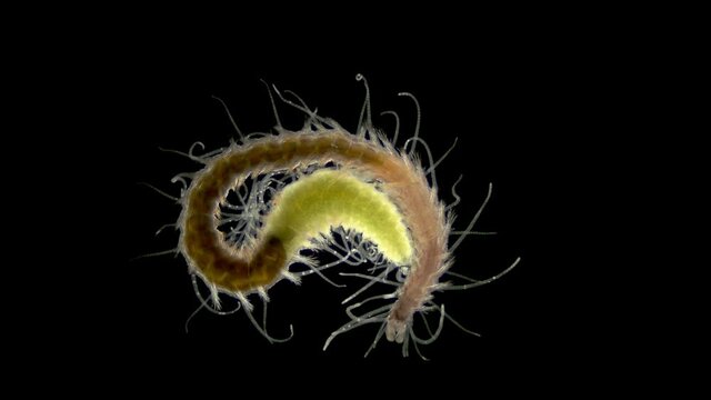 รูปภาพGonads – เลือกดูภาพถ่ายสต็อก เวกเตอร์ และวิดีโอ5,993 | Adobe Stock