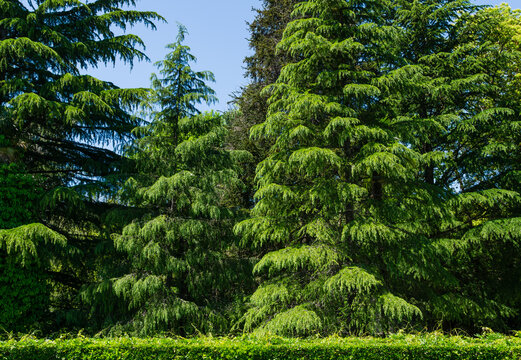 "Deodar Tree" Images – Browse 2,244 Stock Photos, Vectors, and Video ...
