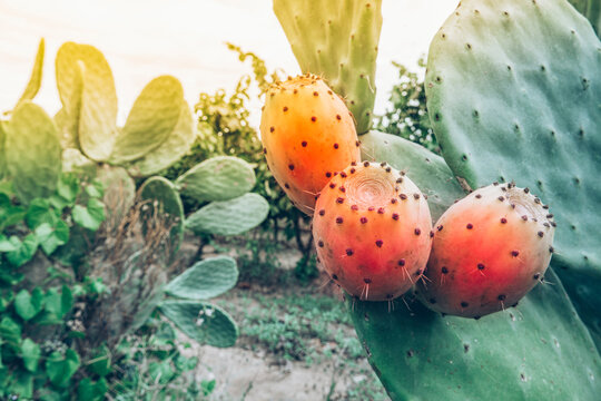 Xoconostle bilder – Bläddra bland 36,753 stockfoton, vektorer och ...