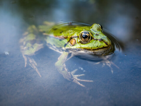 รูปภาพBullfrog – เลือกดูภาพถ่ายสต็อก เวกเตอร์ และวิดีโอ8,521 | Adobe Stock