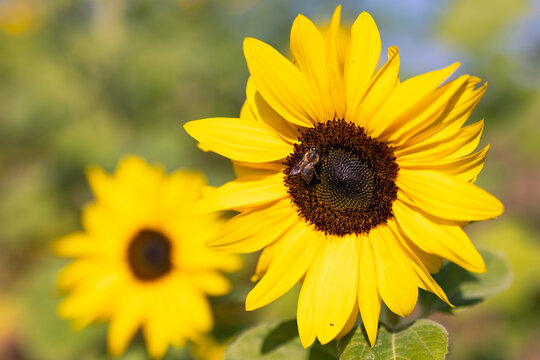 Sunf Bilder – Durchsuchen 2,261 Archivfotos, Vektorgrafiken und Videos ...