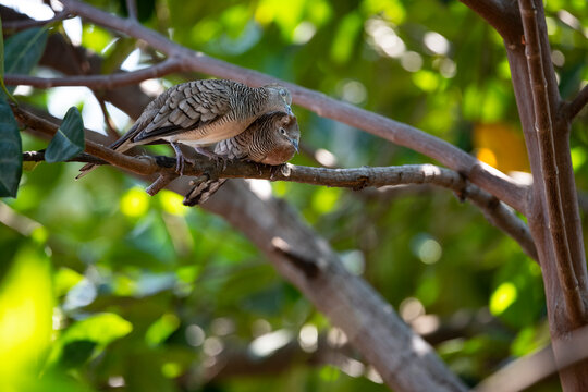 Kurokutok bilder – Bläddra bland 1,546 stockfoton, vektorer och videor ...