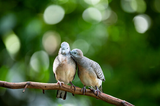 รูปภาพKurokutok – เลือกดูภาพถ่ายสต็อก เวกเตอร์ และวิดีโอ1,546 | Adobe Stock