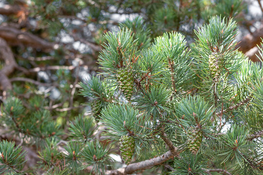 รูปภาพPino – เลือกดูภาพถ่ายสต็อก เวกเตอร์ และวิดีโอ32,429 | Adobe Stock