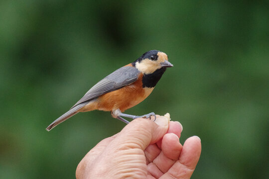 Inured bilder – Bläddra bland 1,617 stockfoton, vektorer och videor ...