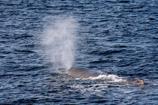 Pottwal Bilder – Durchsuchen 276 Archivfotos, Vektorgrafiken und Videos ...