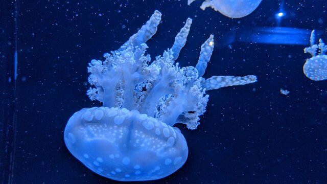 รูปภาพStaurozoa – เลือกดูภาพถ่ายสต็อก เวกเตอร์ และวิดีโอ128 | Adobe Stock