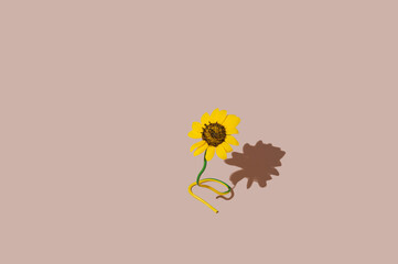 Sunflower Headers Tumblr