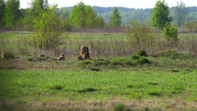 "Female Fox" Bilder – Durchsuchen 94 Archivfotos, Vektorgrafiken und ...