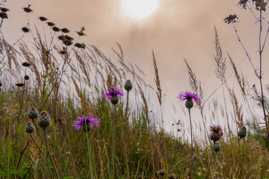 Distelarten-Bilder: Stock-Fotos & -Videos. | Adobe Stock