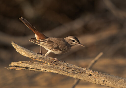 Hamal Images – Browse 46 Stock Photos, Vectors, and Video | Adobe Stock