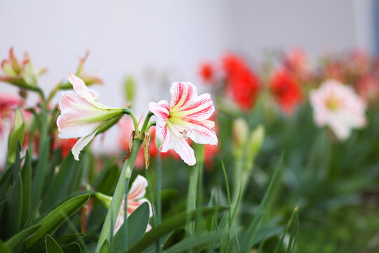 Amarilys Images – Browse 29 Stock Photos, Vectors, and Video | Adobe Stock