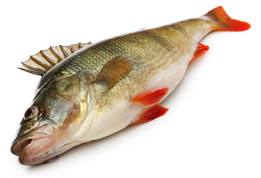 Redfin Perch"」の写真素材 | 7,999件の無料イラスト画像 | Adobe Stock