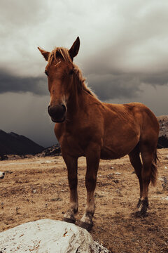 「Stallone」の画像 - 2,648 件の Stock 写真、ベクターおよびビデオ | Adobe Stock