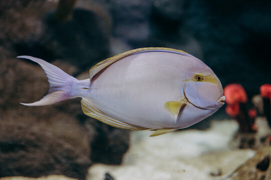 Imágenes de "Tropikalna Ryba": descubre bancos de fotos, ilustraciones ...