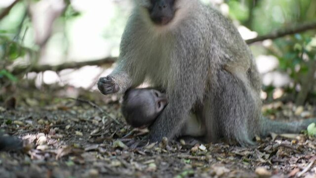 "African Monkey" Images – Browse 1,033 Stock Photos, Vectors, and Video ...