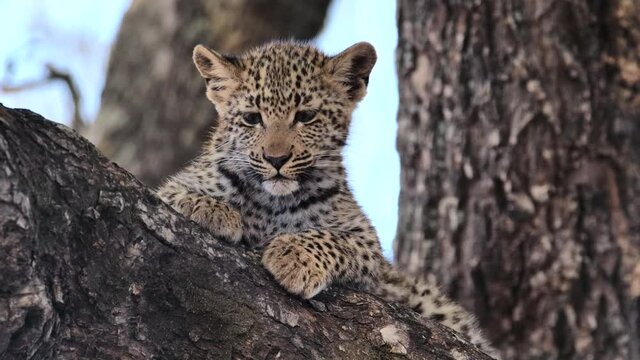 Cute Leopard Images – Browse 56,160 Stock Photos, Vectors, and Video ...