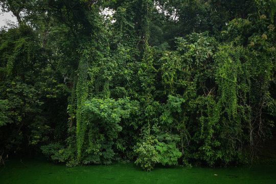 "Deep Forest" Images – Browse 4,659 Stock Photos, Vectors, and Video ...