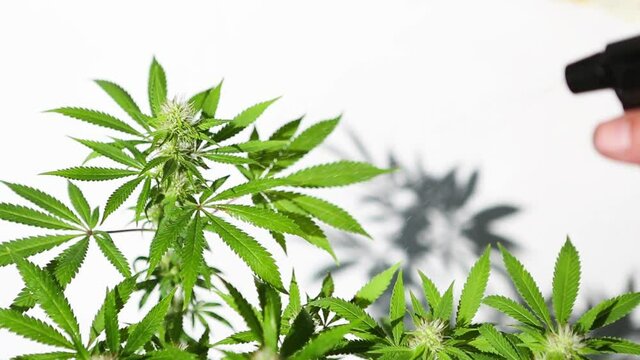 รูปภาพAcaricide – เลือกดูภาพถ่ายสต็อก เวกเตอร์ และวิดีโอ420 | Adobe Stock