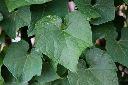 Pipinola Images – Browse 41 Stock Photos, Vectors, and Video | Adobe Stock