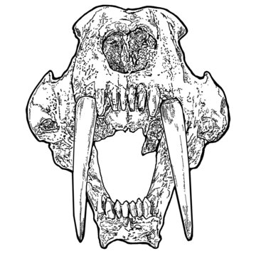 Saber Tooth Tiger Skull Drawing