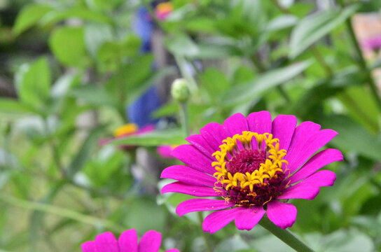 รูปภาพRoxa – เลือกดูภาพถ่ายสต็อก เวกเตอร์ และวิดีโอ919 | Adobe Stock