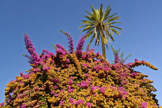 「Estivale」の画像 - 3,120 件の Stock 写真、ベクターおよびビデオ | Adobe Stock