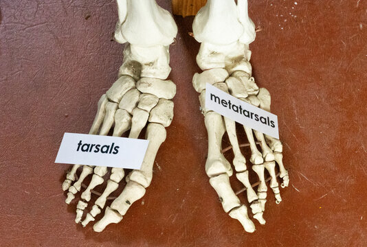 Tarsals Anatomy