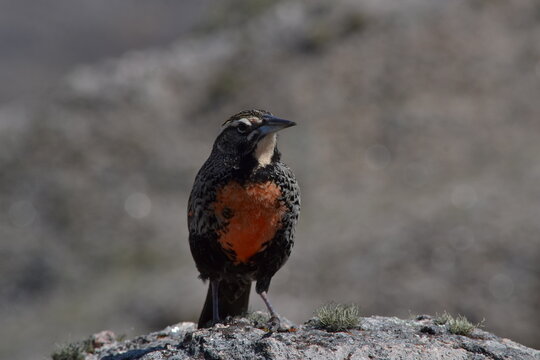 Imágenes de Loica: descubre bancos de fotos, ilustraciones, vectores y ...