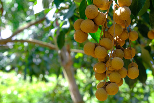 "Longan Tree" Bilder – Durchsuchen 44 Archivfotos, Vektorgrafiken und ...
