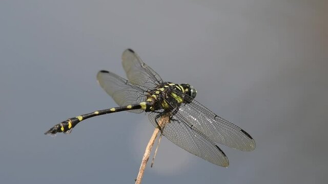 Gomphidae Images – Browse 562 Stock Photos, Vectors, and Video | Adobe ...