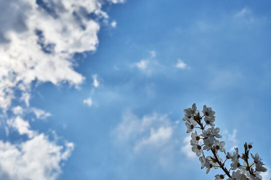 Fructify bilder – Bläddra bland 573 stockfoton, vektorer och videor | Adobe Stock