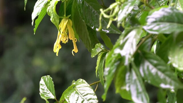 Ilang-Ilang Images – Browse 5,315 Stock Photos, Vectors, and Video ...