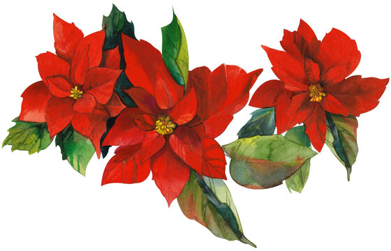 Julblommor bilder – Bläddra bland 146,939 stockfoton, vektorer och ...