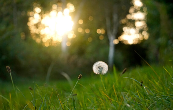 Pusteblumenwiese Bilder – Durchsuchen 7,807 Archivfotos, Vektorgrafiken ...