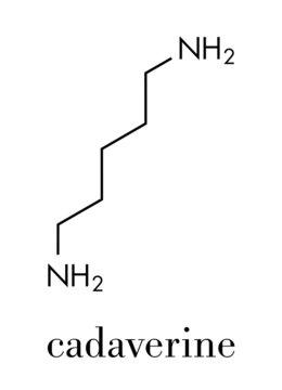 Cadaverin bilder – Bläddra bland 14 stockfoton, vektorer och videor ...