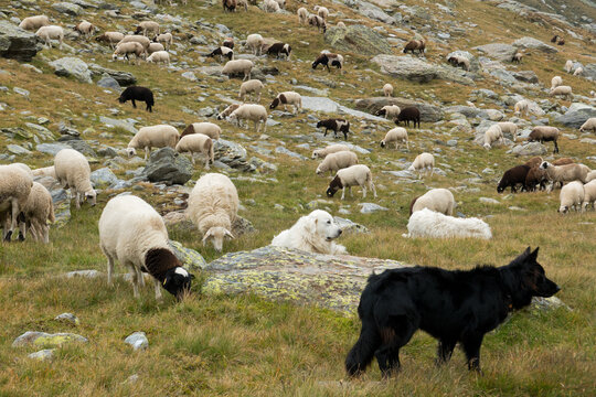 Patou 이미지 – 찾아보기 341 스톡 사진, 벡터 및 비디오 | Adobe Stock