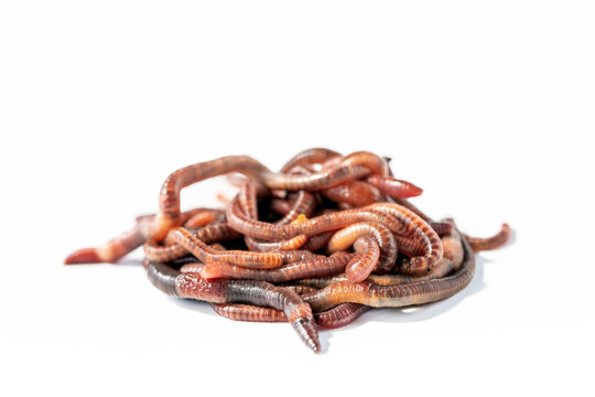 Regenworm Bilder – Durchsuchen 4,309 Archivfotos, Vektorgrafiken und ...