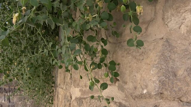 "Caper Bush" Images – Browse 5,468 Stock Photos, Vectors, and Video ...