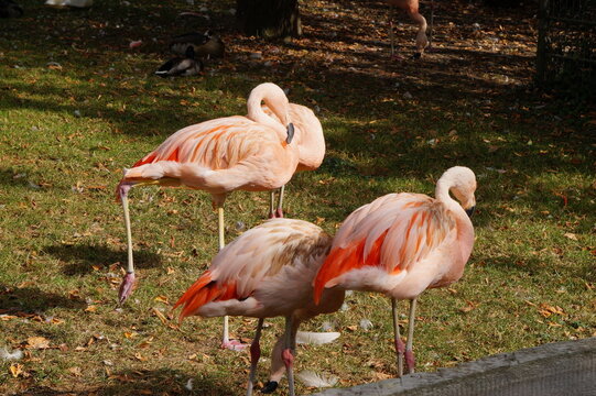 Flamigo Images – Browse 86 Stock Photos, Vectors, and Video | Adobe Stock