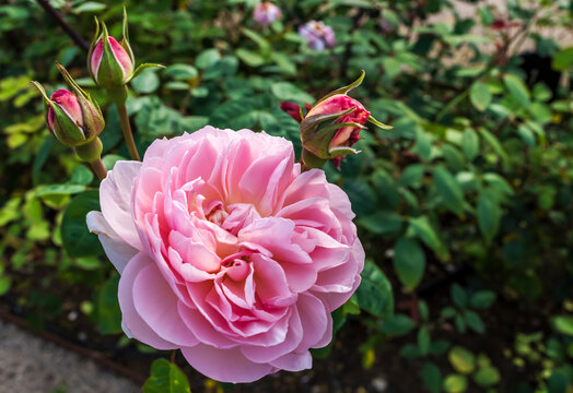 รูปภาพ"Shrub Rose" – เลือกดูภาพถ่ายสต็อก เวกเตอร์ และวิดีโอ747 | Adobe ...