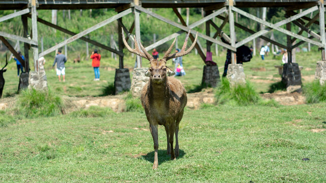 Javan Images – Parcourir 2,941 le catalogue de photos, vecteurs et ...