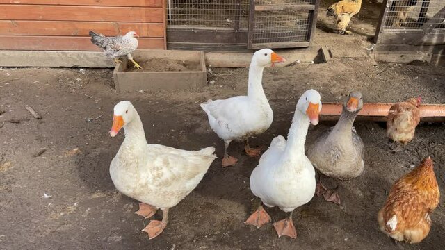 Cackle Images – Parcourir 5,834 le catalogue de photos, vecteurs et ...