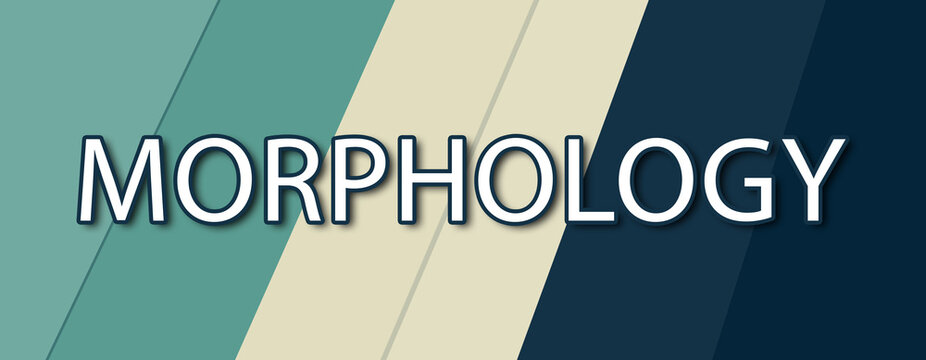 รูปภาพMorphology – เลือกดูภาพถ่ายสต็อก เวกเตอร์ และวิดีโอ12,787 | Adobe ...