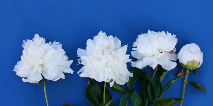 Pion Bilder – Durchsuchen 19,365 Archivfotos, Vektorgrafiken und Videos ...