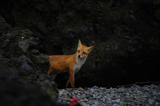 Schlaufuchs Bilder – Durchsuchen 12,956 Archivfotos, Vektorgrafiken und ...